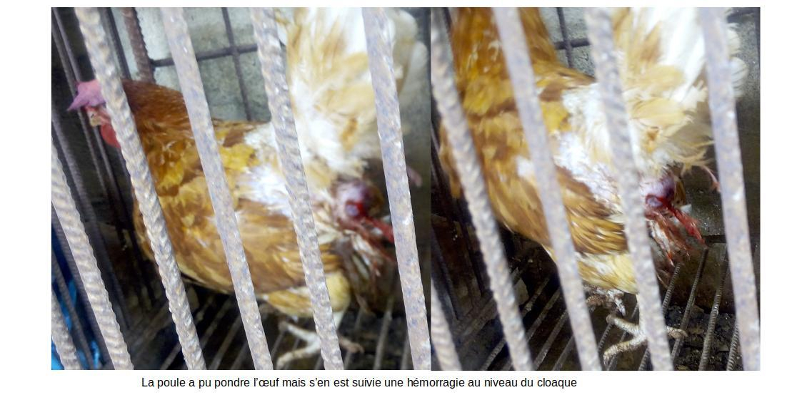 Elevage de poules pondeuses: Quelques facteurs à suivre de près – Le ...