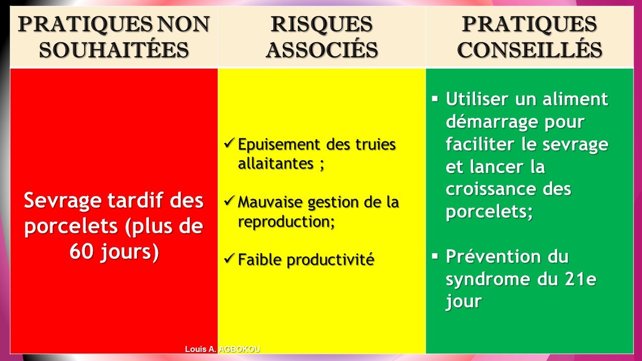 Pratiques d’élevage de porcs : Sevrage tardif – Le Blog de Louis Agbokou